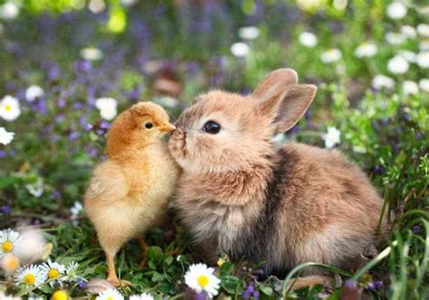 Can Rabbits And Chickens Live Together The Chicken Bawks