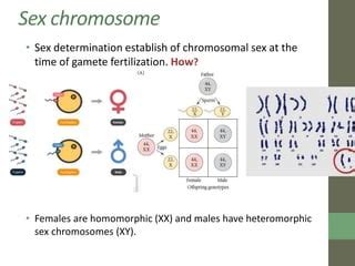 Sex Determination PPTX