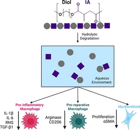 Antifibrotic Function Of Itaconate Based Degradable Polyester Materialsacs Biomaterials Science