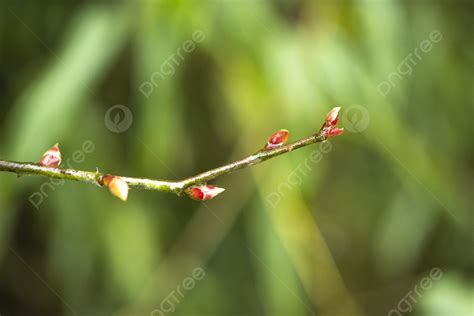 새싹 녹색 배경으로 가득 봄 식물 가지 배경 바탕 백그라운드 배경 일러스트 및 사진 무료 다운로드 Pngtree