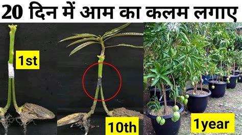 How To Grow Mango Grafting YouTube