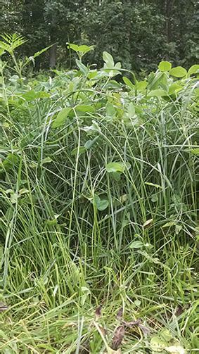 Albion Ryegrass Forage Go Seed