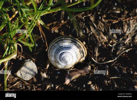 Single Snail Shell In Wild Stock Photo Alamy
