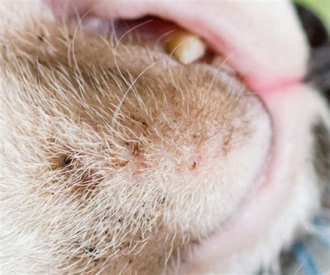 Can Cysts Grow Teeth And Hair In Cats