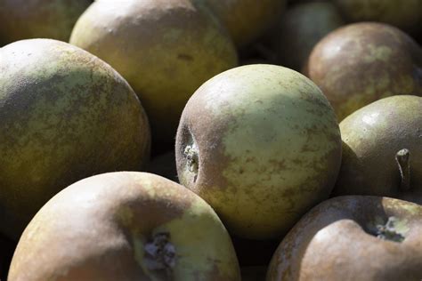 Tiny Apple R Macroporn