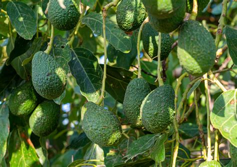 Manejo Sostenible De Plagas Y Enfermedades En Aguacate Factor Productivo
