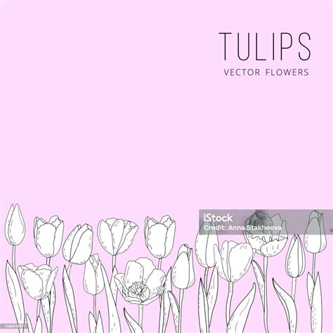 손으로 그린 벡터 그래픽 튤립 여름 꽃의 실루엣 봄 튤립 풀 허브 나뭇잎의 선형 꽃다발이 있는 엽서 꽃 테두리 0명에 대한 스톡 벡터 아트 및 기타 이미지 Istock