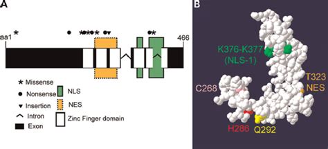 (A) Schematic representation of the ZIC3 gene and (B) partial tertiary ...