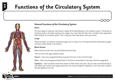 Functions Of The Circulatory System DocsLib