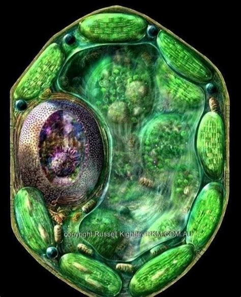 Pin By нина чурабо On ФАНТАСТИКА под микроскопом Plant Cell
