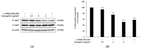 Syringetin Promotes Melanogenesis In B16f10 Cells