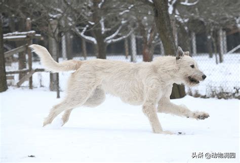 爱尔兰猎鹿犬 苏格兰猎鹿犬 伤感说说吧