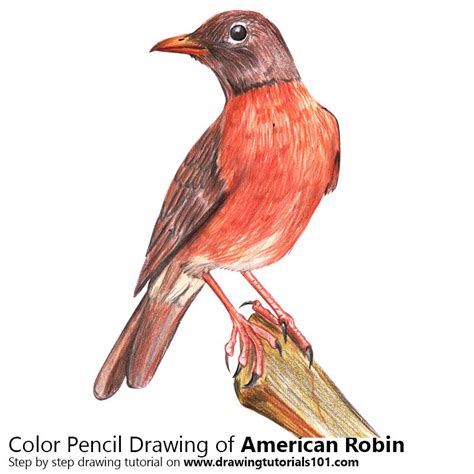 How To Draw An American Robin Birds Step By Step