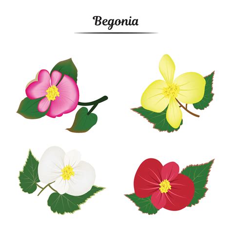 Begonia Flower Illustration 27338489 Vector Art At Vecteezy