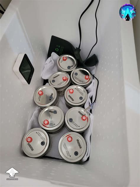 My Current Setup Of Seedling Pad In A Styrofoam Cooler Doesnt Seem To