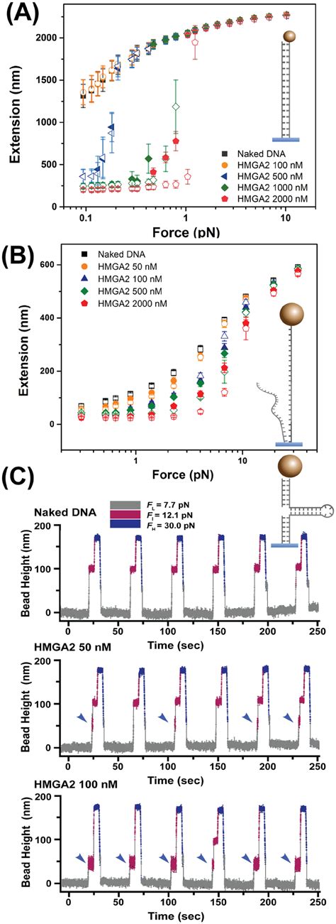 Binding Of HMGA To Ds DNA Ss DNA And Forked DNA A B Download Scientific Diagram