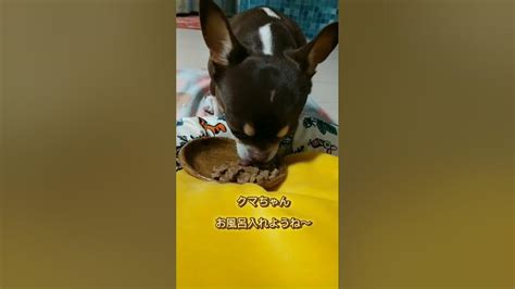 クマちゃん洗われたくないジャムvs絶対洗いたい飼い主 Youtube