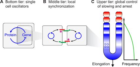 Segmentation Clock Pathway Semantic Scholar