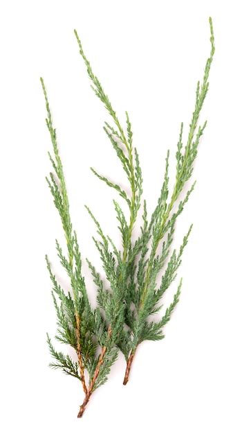 Premium Photo Juniper Twig Isolated On White