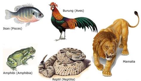 Pengertian Dan Ciri Ciri Hewan Vertebrata Serta Macam Macam Contoh Klasifikasi Hewan Vertebrata