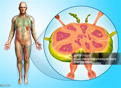 Lymph Node Locations Male