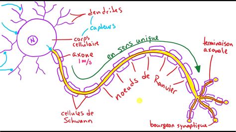 L Anatomie Et La Physiologie Du Neurone YouTube