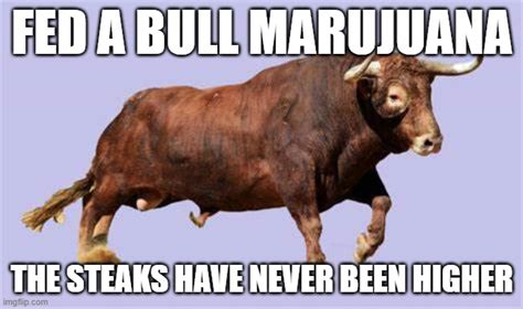 Bull Imgflip