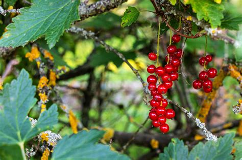 여름에는 녹색 단풍이있는 가지에 익은 육즙이 많은 붉은 건포도 건강한 식생활에 대한 스톡 사진 및 기타 이미지 건강한 식생활 과일 관목 Istock