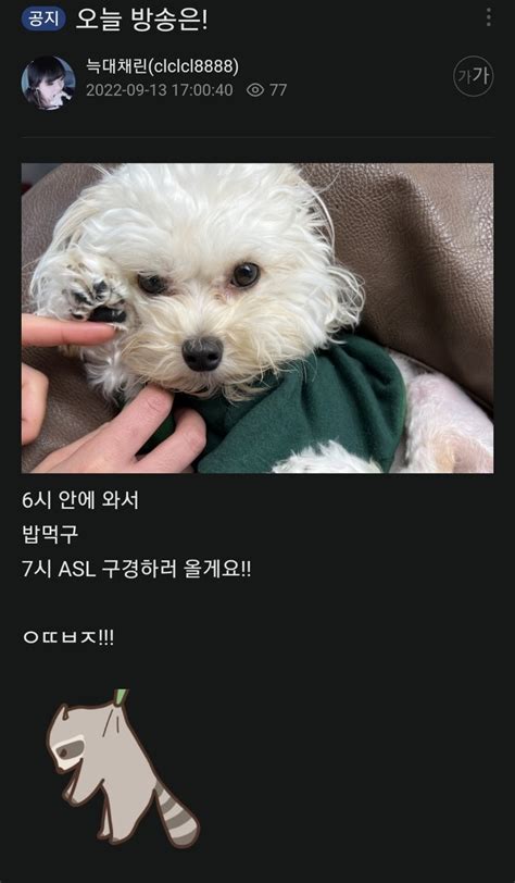 [캄성여대 늑대채린 공지] 오늘 방송은 스타크래프트 에펨코리아