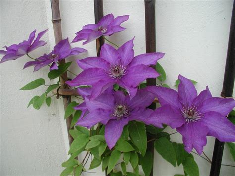 플가 클레마티스 더 프레지던트 Clematis The President