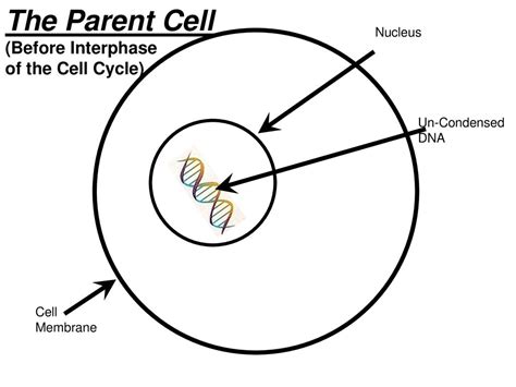 Unit 3 Notes Mitosis Ppt Download
