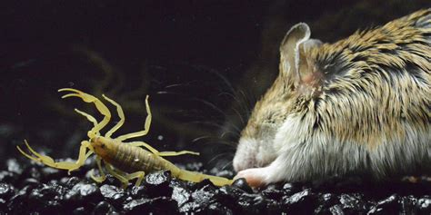 Mouse Is Numb To Scorpion Sting, May Point Way To Better Painkillers ...