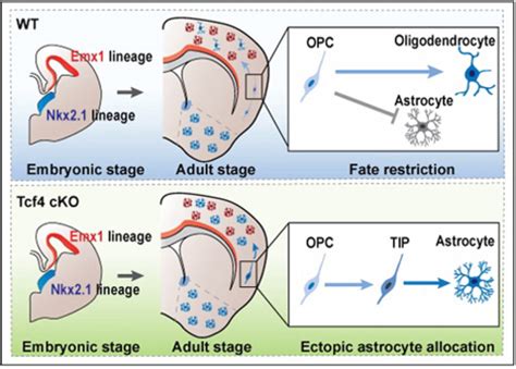 Astrocyte Allocation During Brain Development Is Controlled By Tcf4
