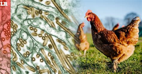 California Declara Estado De Emergencia Por Brote De Gripe Aviar H5n1