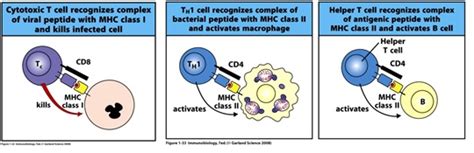 Crystal Structure Of A Complete Ternary Complex Of T Cell Receptor Peptide Mhc And Cd4