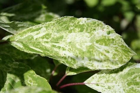 Hortensja bukietowa Shikoku Flash doniczka 1L