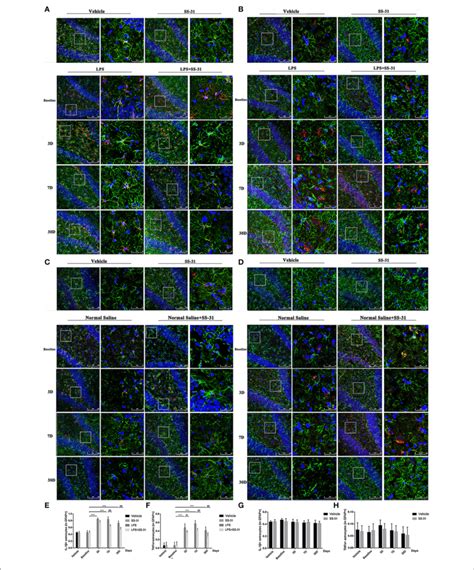 Astrocytes Activation Induced By Lipopolysaccharide LPS Exposure