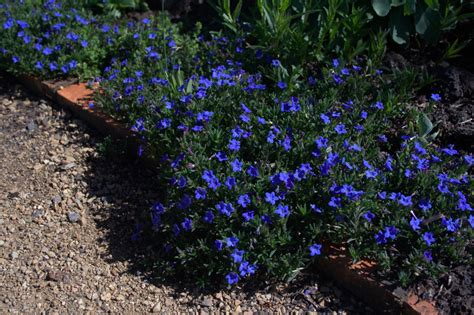 Lithodora Diffusa ‘grace Ward Lambley Nursery