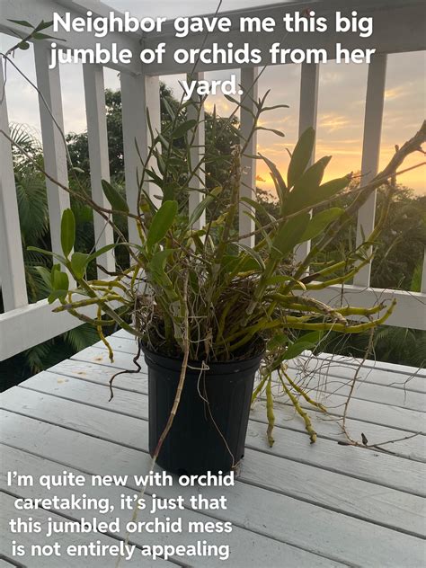 orchid caretakers how can i fix this jumbled orchid mess r orchids