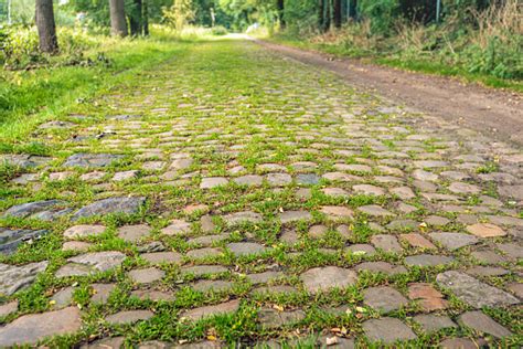Cobblestone Path Forest Pictures Download Free Images On Unsplash
