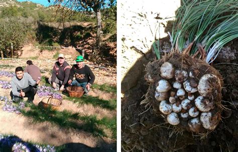 All About Growing Saffron From Crocus Sativus Bulbs Farmer Gracy