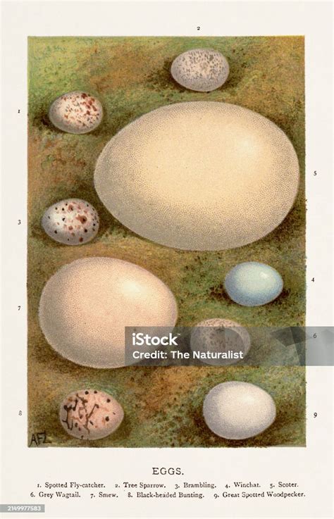 Vintage Bird Eggs Illustration Circa 1883 Stock Illustration Download