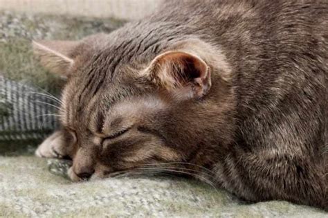 Cómo Afrontar La Muerte De Mi Gato Superar Pérdida De Tu Mascota