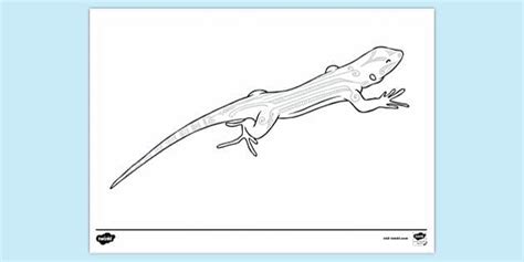 Lizard Colouring Colouring Sheets