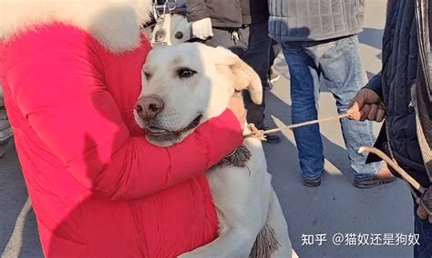拉布拉多很受欢迎，但弃养的人越来越多，理由出奇一致 知乎