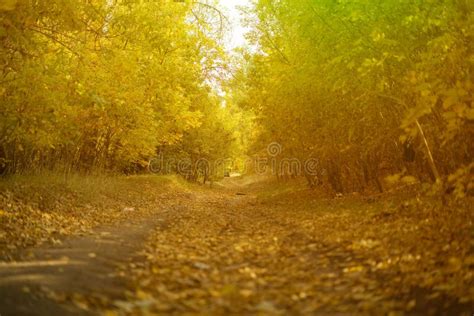 Autumn Scene The Fallen Leaves On The Ground On The Road In Forest 库存