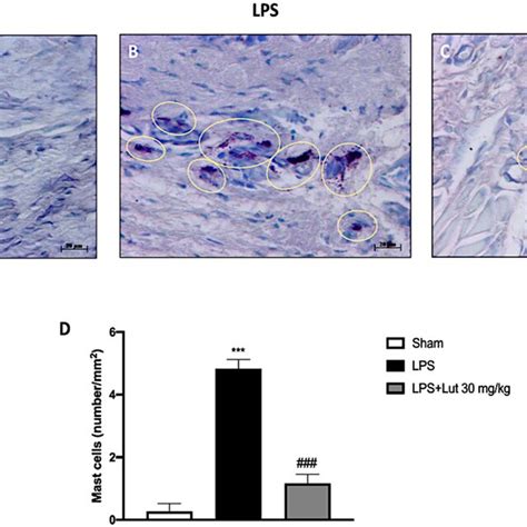 Effects Of Lut Treatment On Mast Cell Degranulation Toluidine Blue