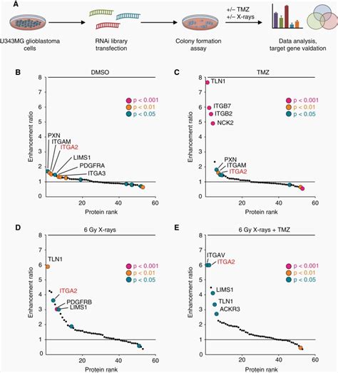 Targeting Integrin α2 As Potential Strategy For Radiochemosensitization