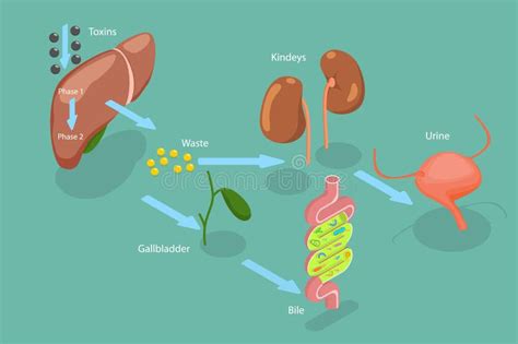 Liver Phase Stock Illustrations 53 Liver Phase Stock Illustrations