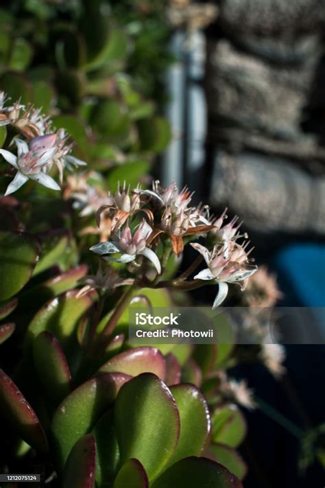일반적으로 비취 식물 우정 나무 행운의 식물 또는 돈 나무로 알려진 Crassula Ovata 호빗 그것은 남아프리카 공화국이